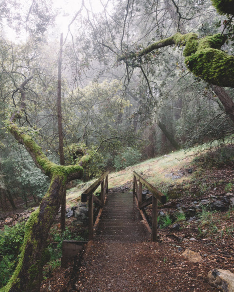 Crafting Natural Fragrance For Over 20 Years - Juniper Ridge – Juniper ...